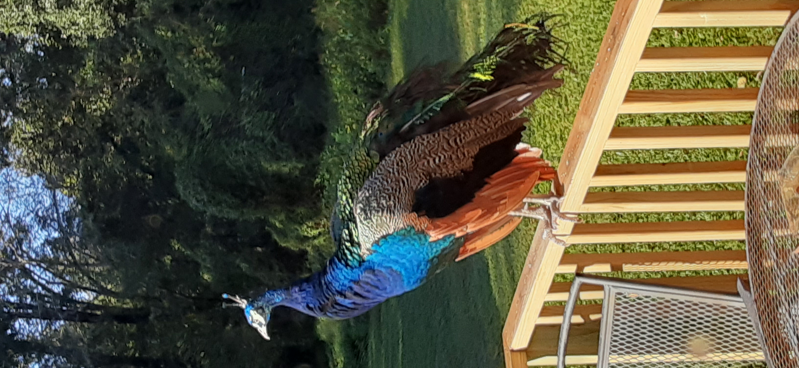 Peacock Shutterbug